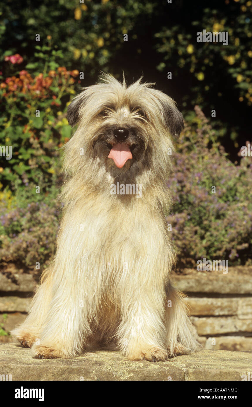 Pyrenean shepherd - sitting Stock Photo - Alamy