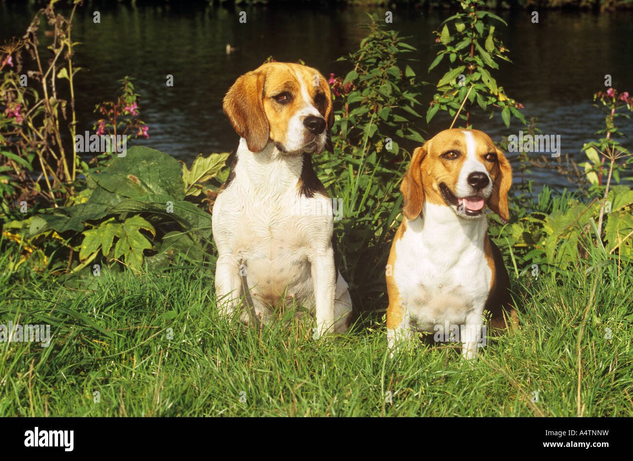 Two beagles hi-res stock photography and images - Alamy