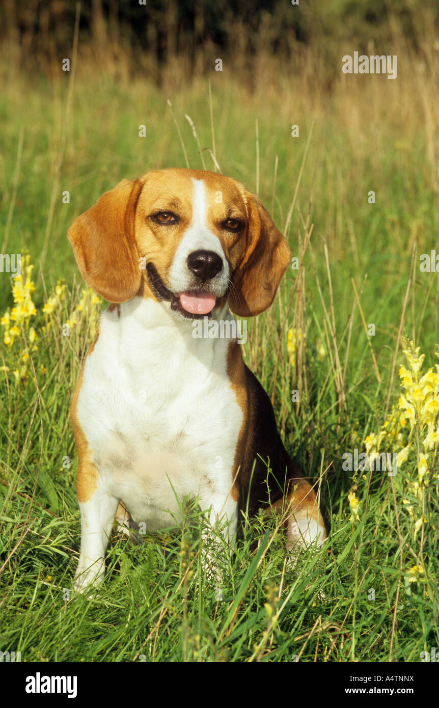 Beagle - sitting on meadow Stock Photo - Alamy
