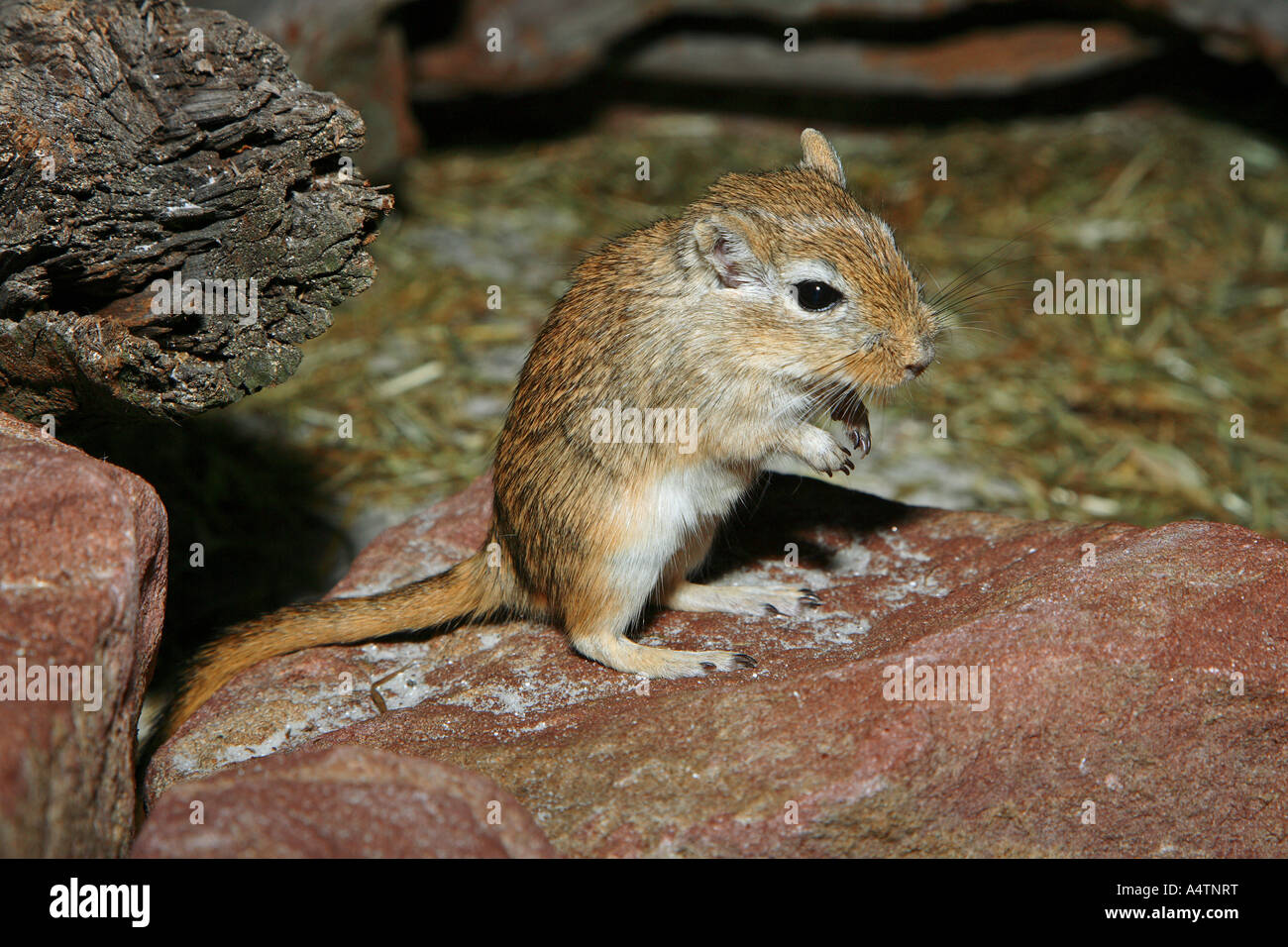 Mongolian gerbils meriones unguiculatus hi-res stock photography and ...