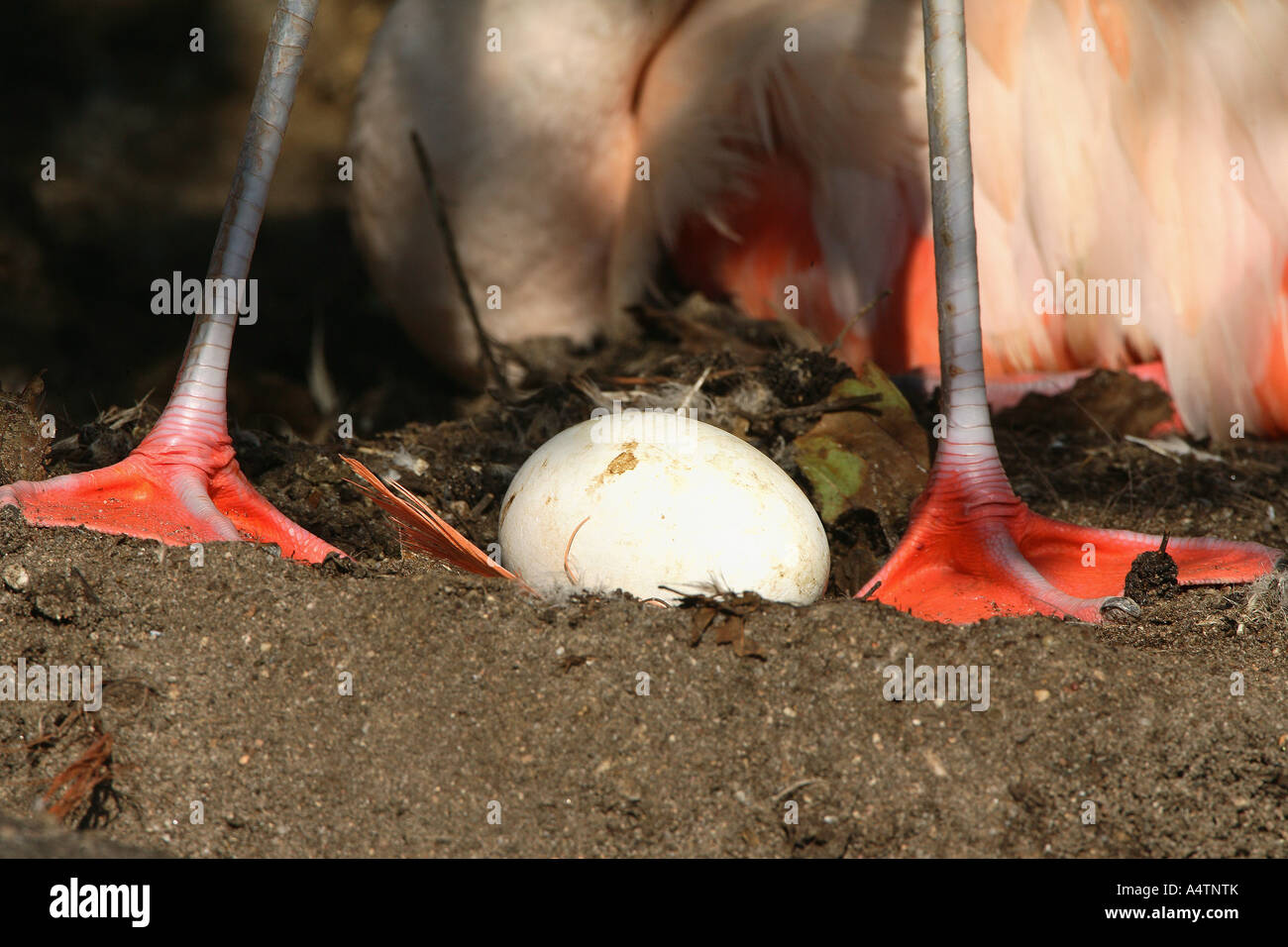 Flamingo eggs hi-res stock photography and images - Alamy