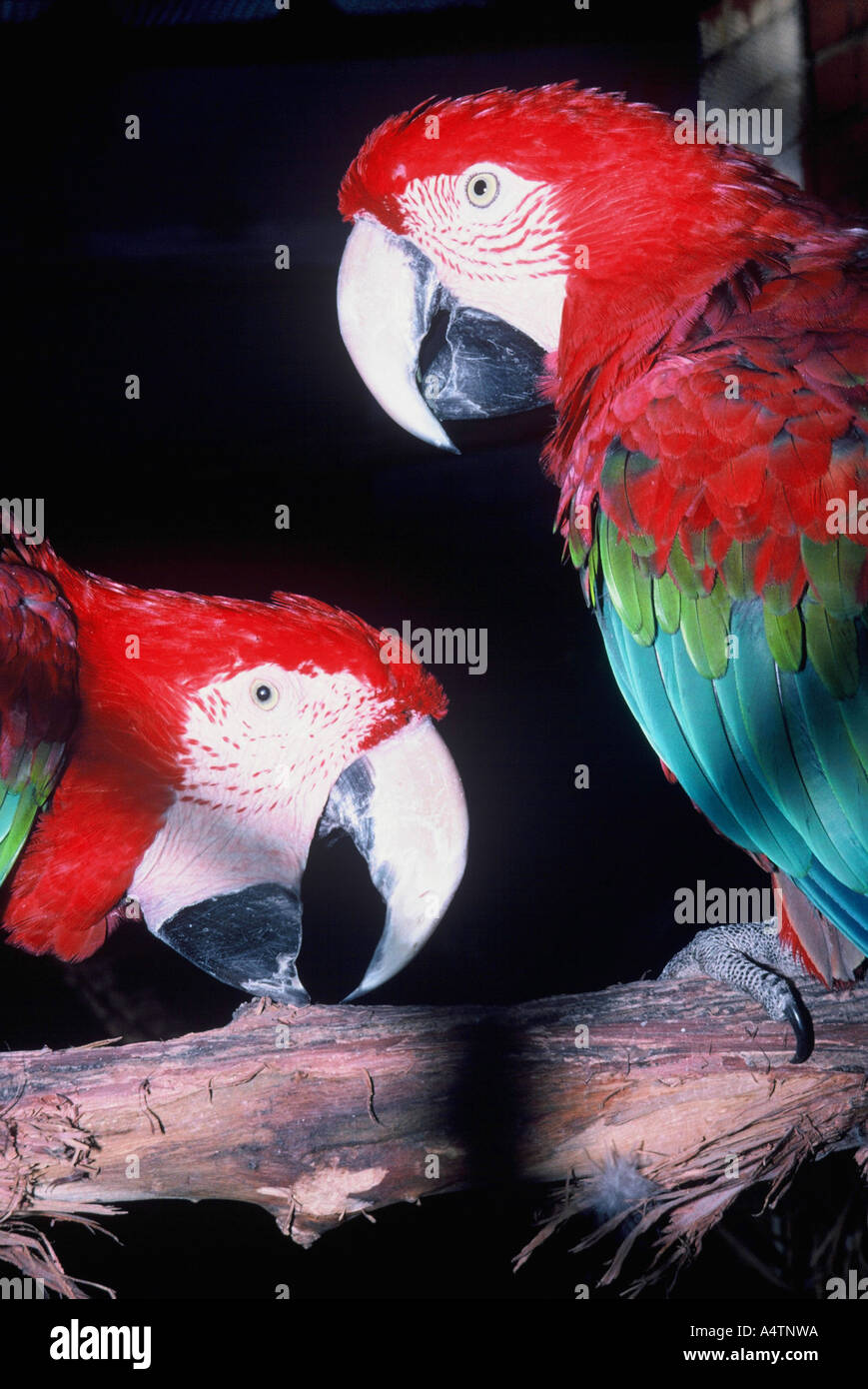 Dinosaur cage hi-res stock photography and images - Alamy