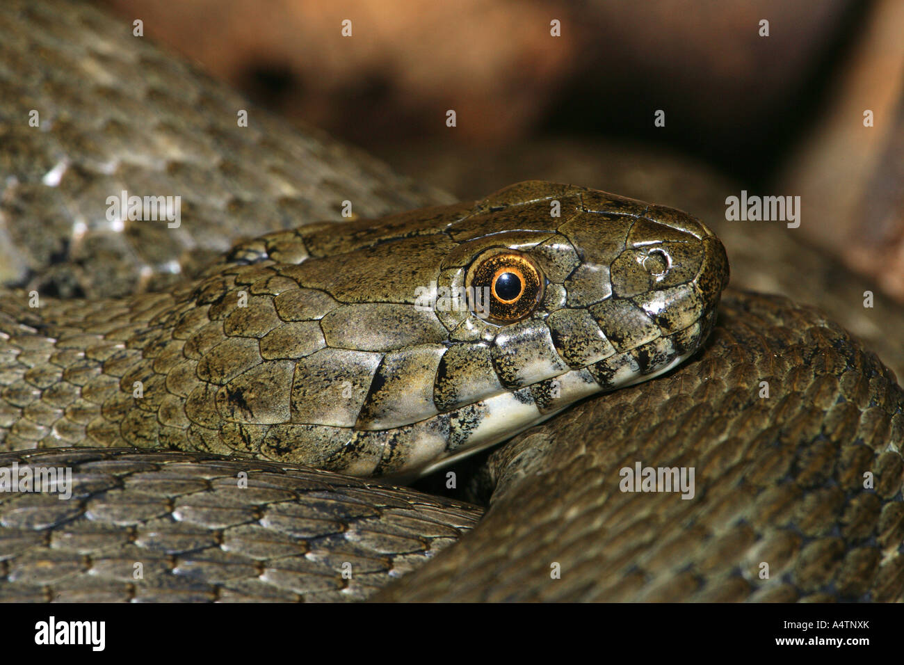 Viperine Snake (Natrix maura), portrait Stock Photo - Alamy