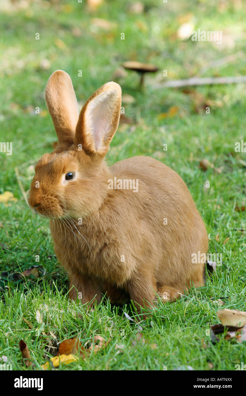 rabbit on meadow Stock Photo - Alamy