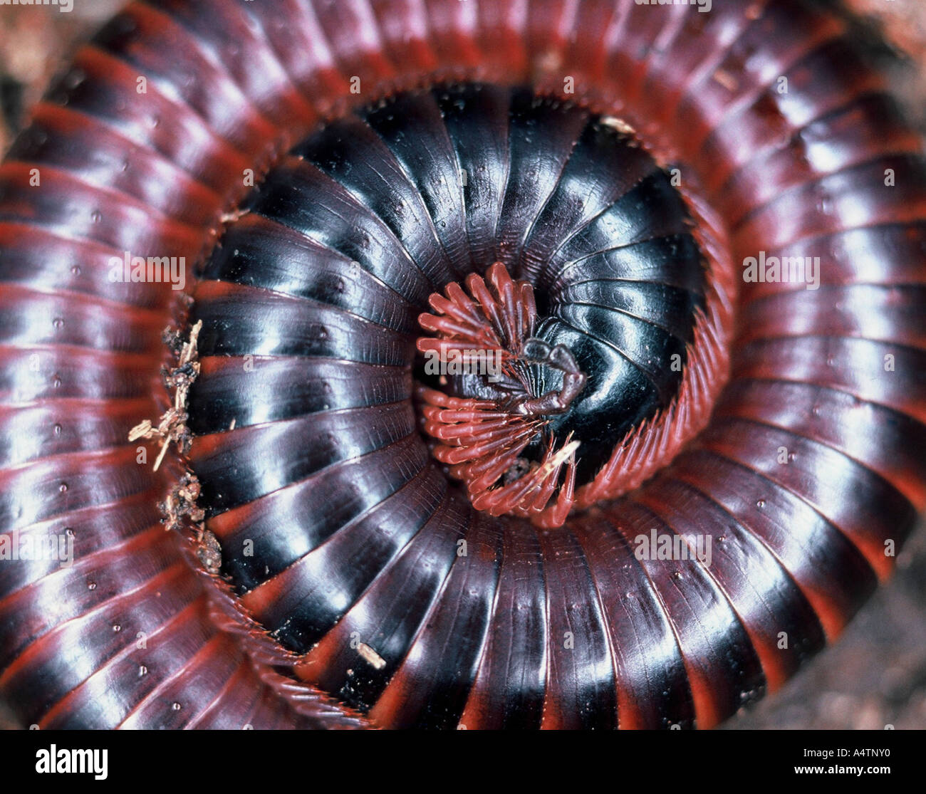 Chongololo hi-res stock photography and images - Alamy