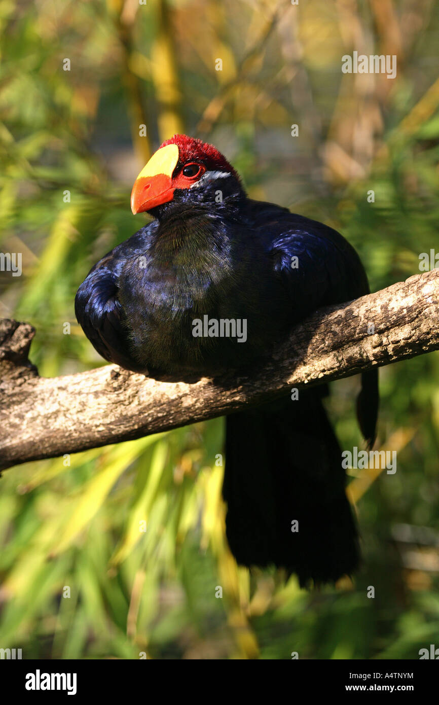 Violet turacos hi-res stock photography and images - Alamy