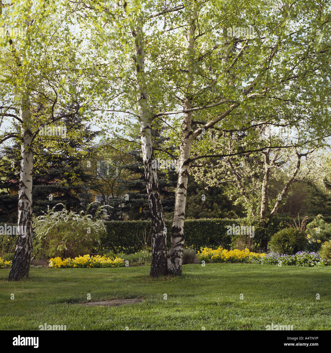 Spring silver birch trees hi-res stock photography and images - Alamy