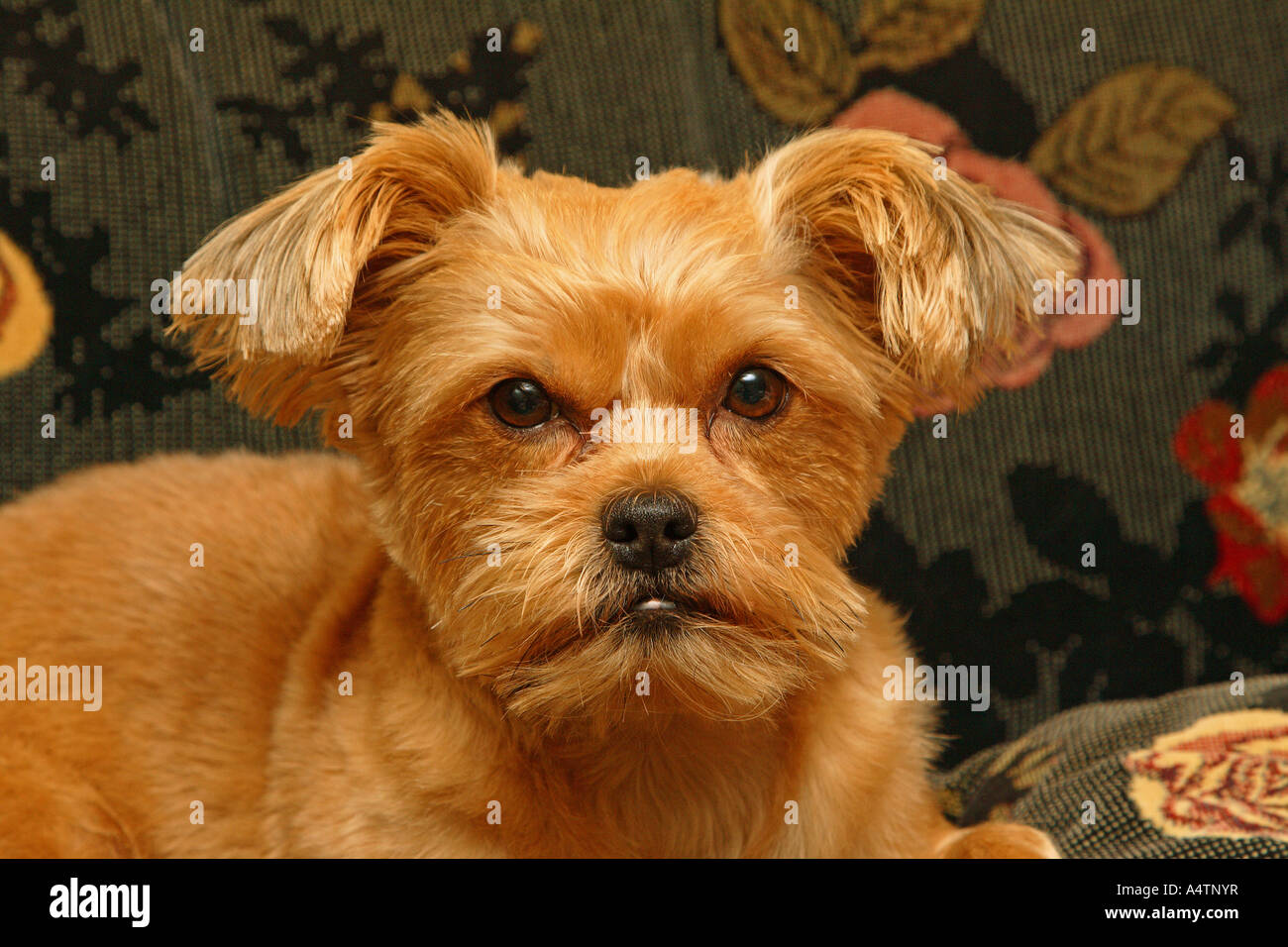 half breed dog - portrait Stock Photo - Alamy