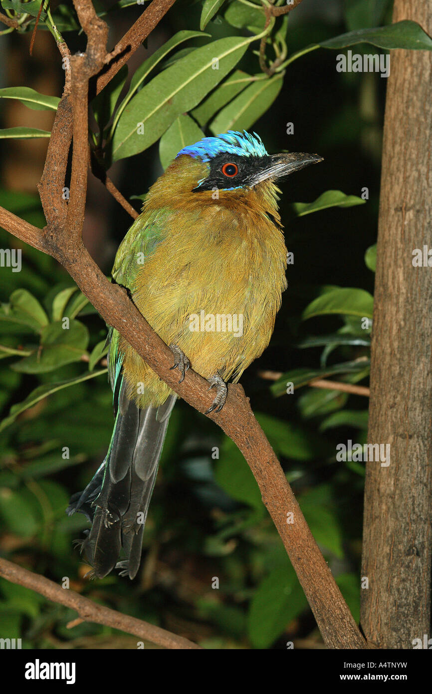 blue-crowned motmot / Momotus momota Stock Photo - Alamy