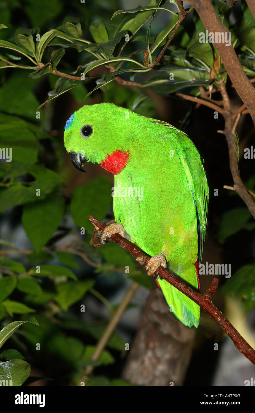 blue-crowned hanging parrot / Loriculus galgulus Stock Photo - Alamy