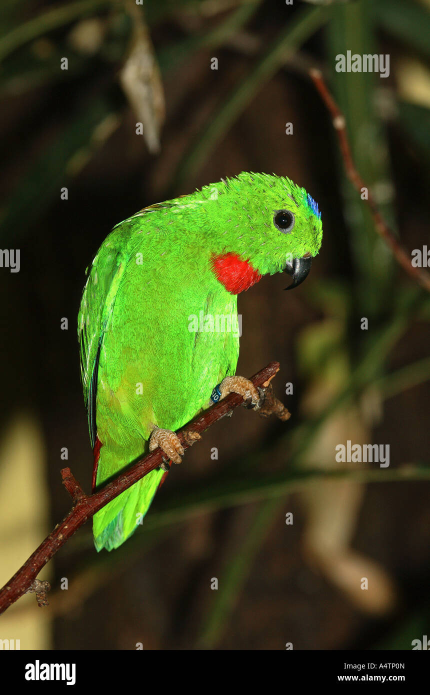blue-crowned hanging parrot / Loriculus galgulus Stock Photo - Alamy