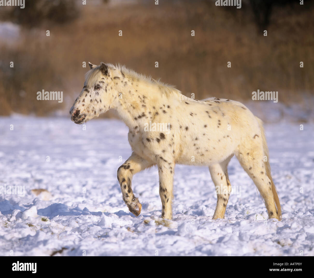 Knabstruppers High Resolution Stock Photography and Images - Alamy