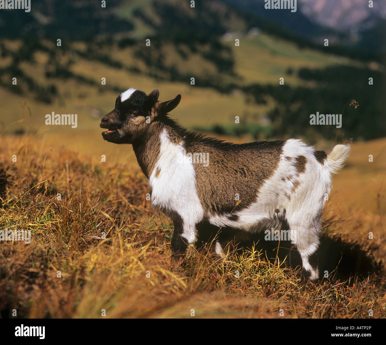pygmy goat - standing lateral Stock Photo - Alamy