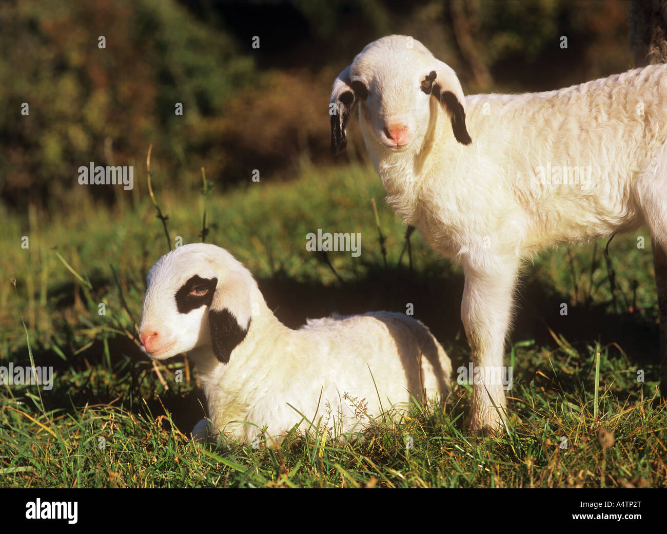 Two sheep lie hi-res stock photography and images - Alamy