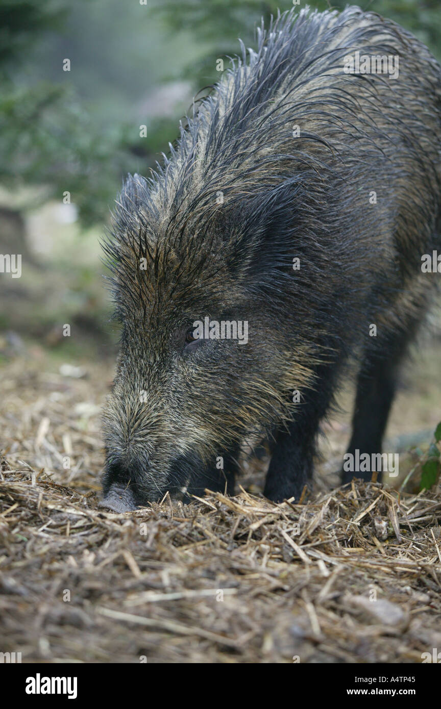 Wild Boar - Sus scrofa Stock Photo - Alamy