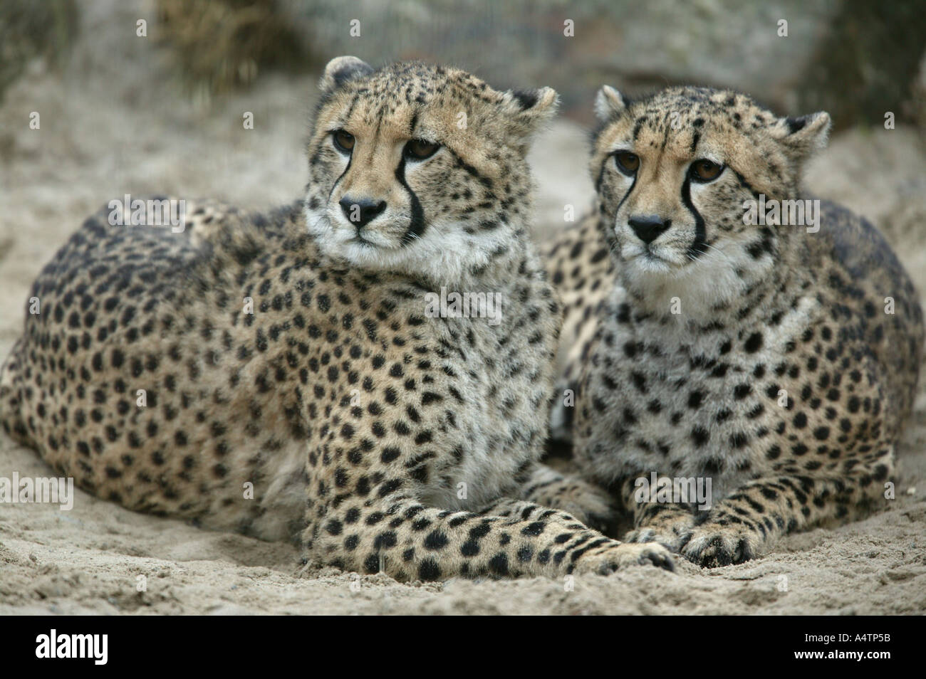 Two cheetahs together hi-res stock photography and images - Alamy