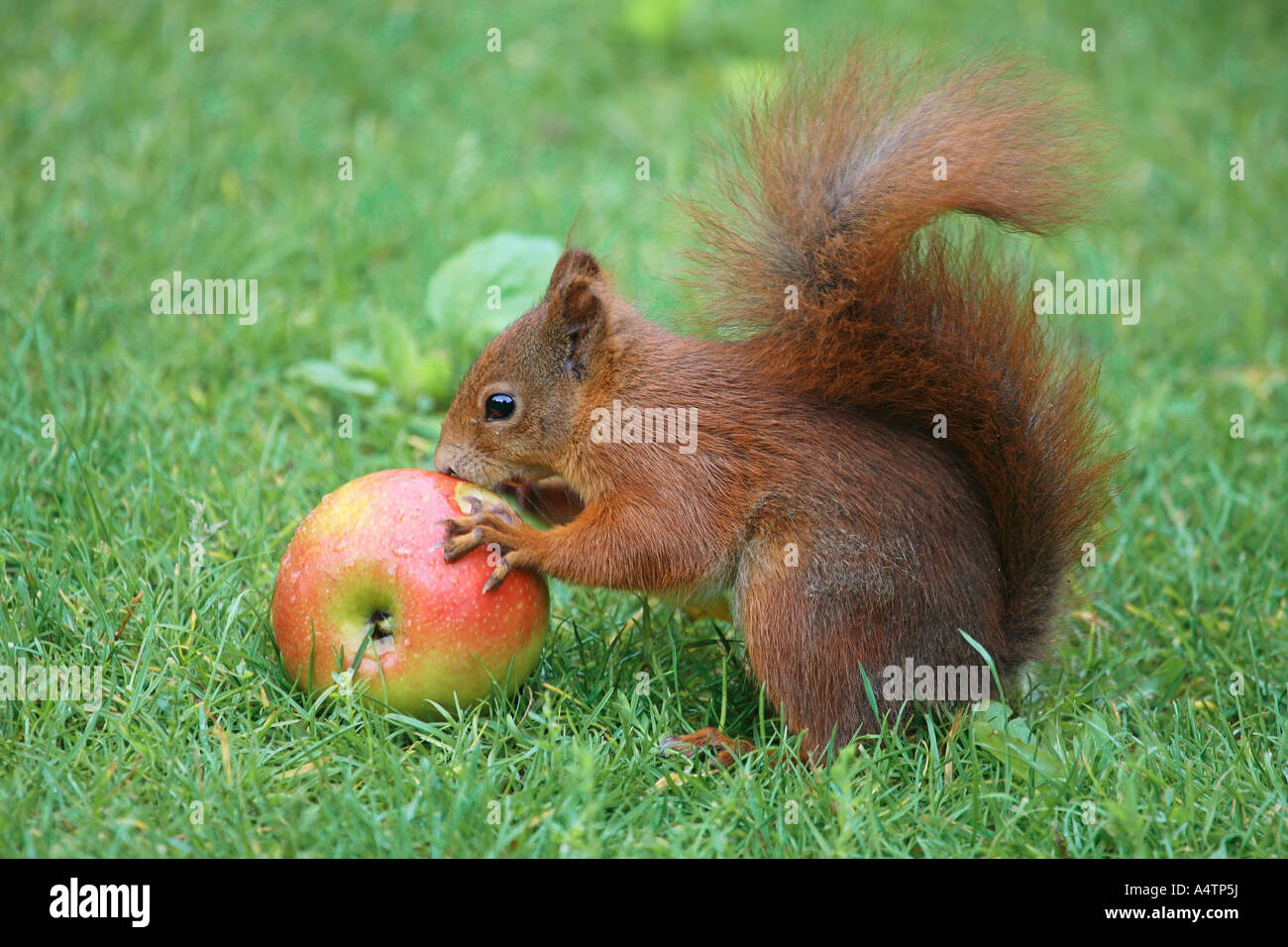 Red squirrel is eating an apple hi-res stock photography and images - Alamy