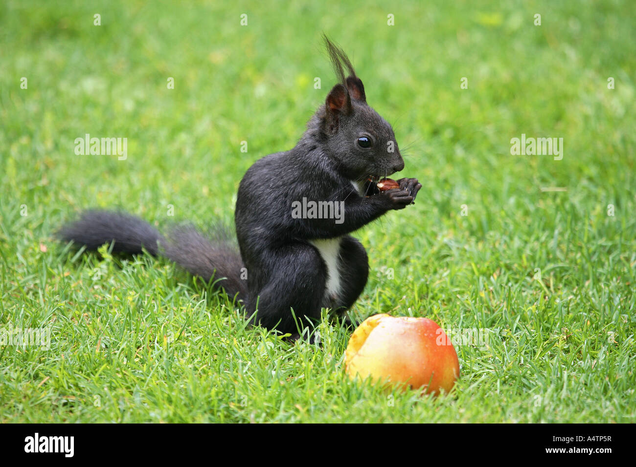Red squirrels with an apple hi-res stock photography and images - Alamy