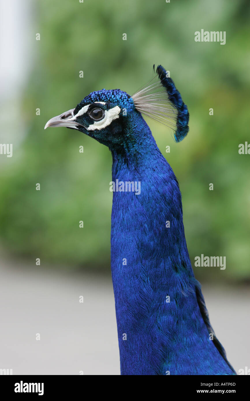 Peacock profile hi-res stock photography and images - Alamy