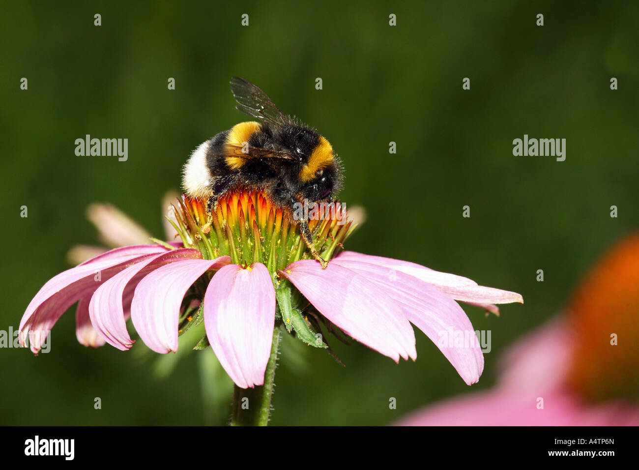 Small Garden Bumble Bee (Bombus hortorum) on a flower Stock Photo - Alamy