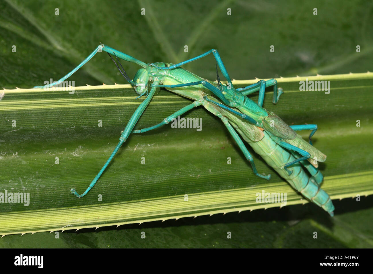 Batesii hi-res stock photography and images - Alamy