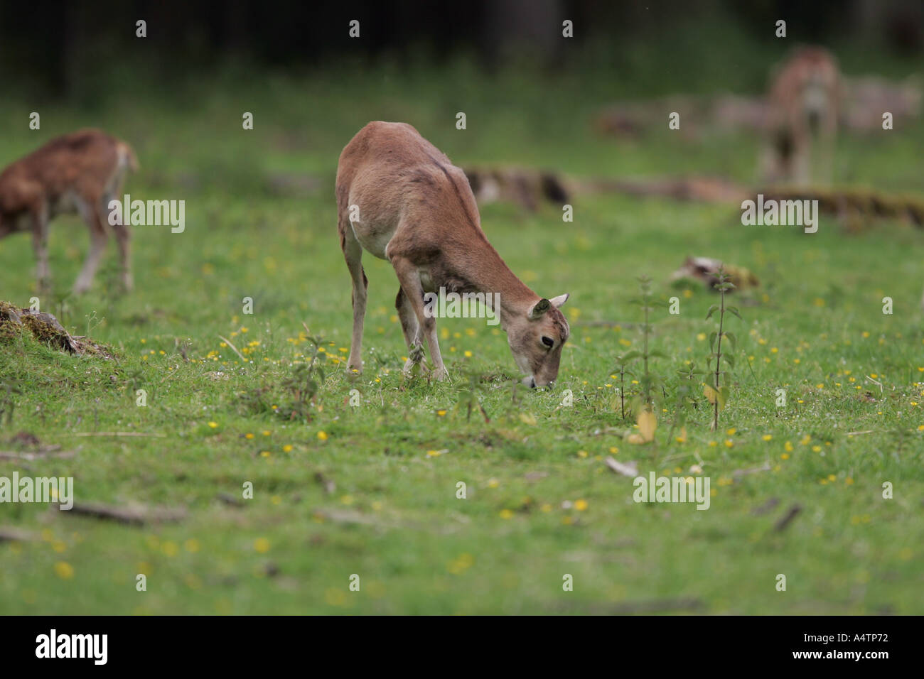 Neg hi-res stock photography and images - Alamy