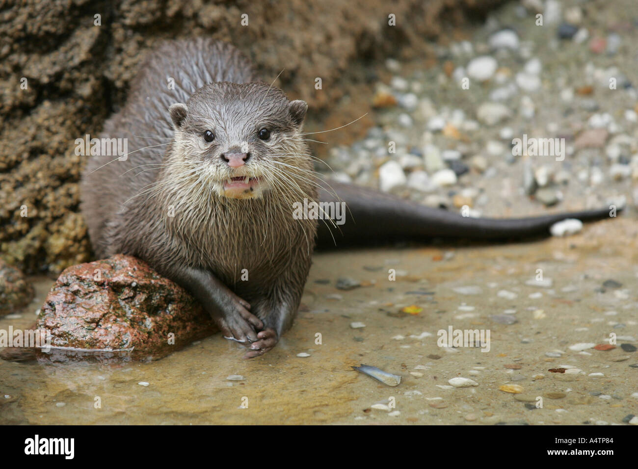 Fish otter washing his food in water Stock Photo - Alamy