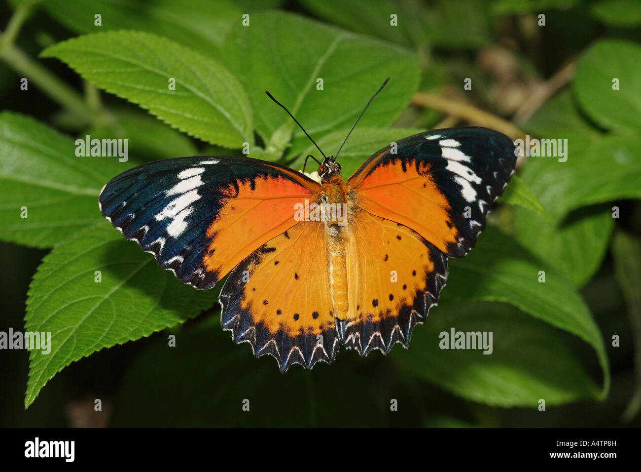 Leopard lacewing butterflies hi-res stock photography and images - Alamy
