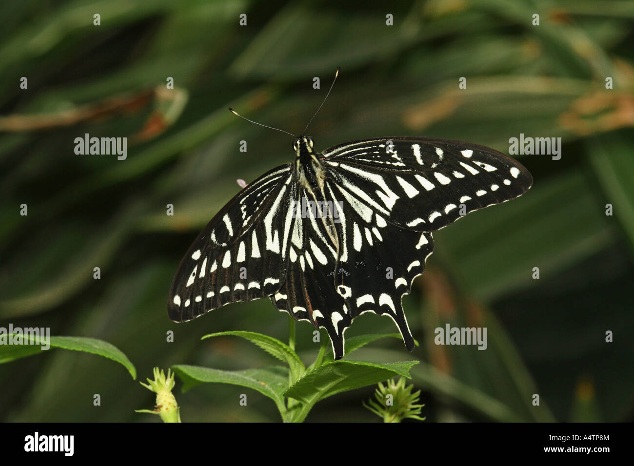Asian swallowtail / Papilio xuthus Stock Photo - Alamy