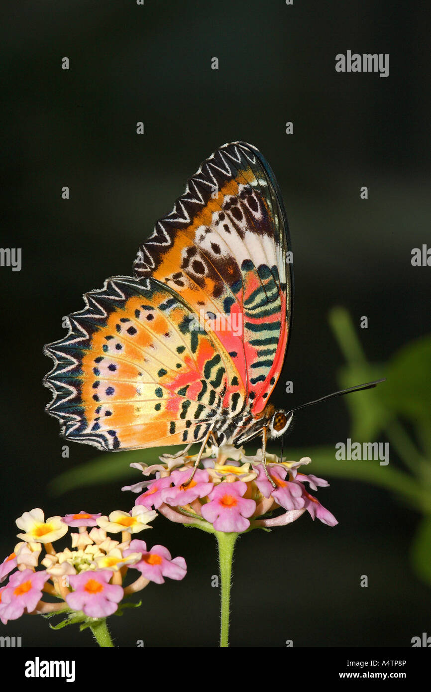 Leopard lacewing butterflies hi-res stock photography and images - Alamy
