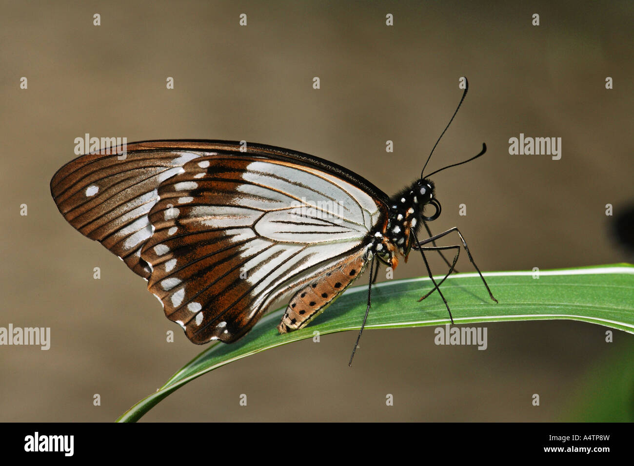 Flying Handkerchief / Papilio dardanus Stock Photo - Alamy
