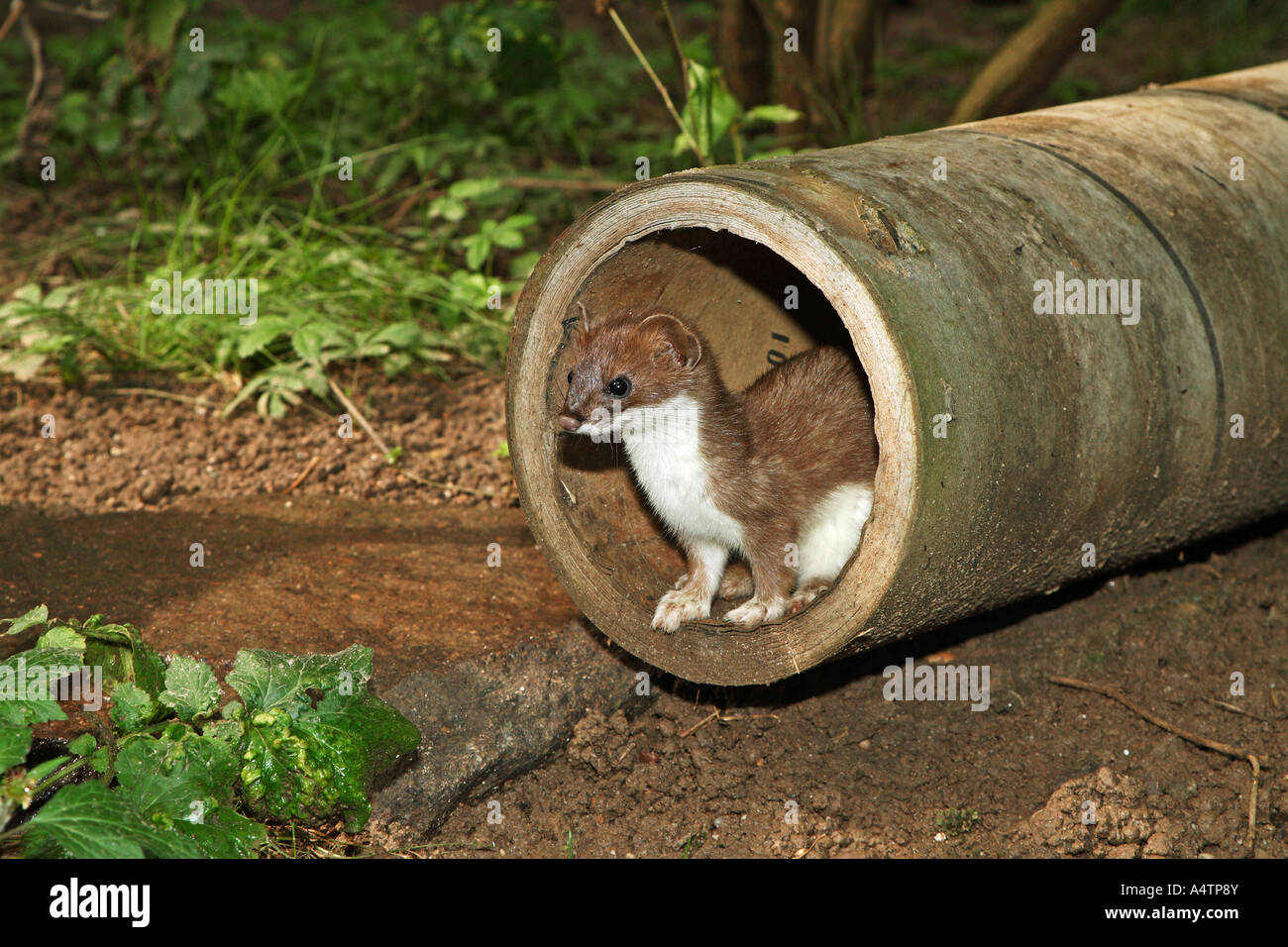 stoat - sitting in pipe / Mustela erminea Stock Photo - Alamy