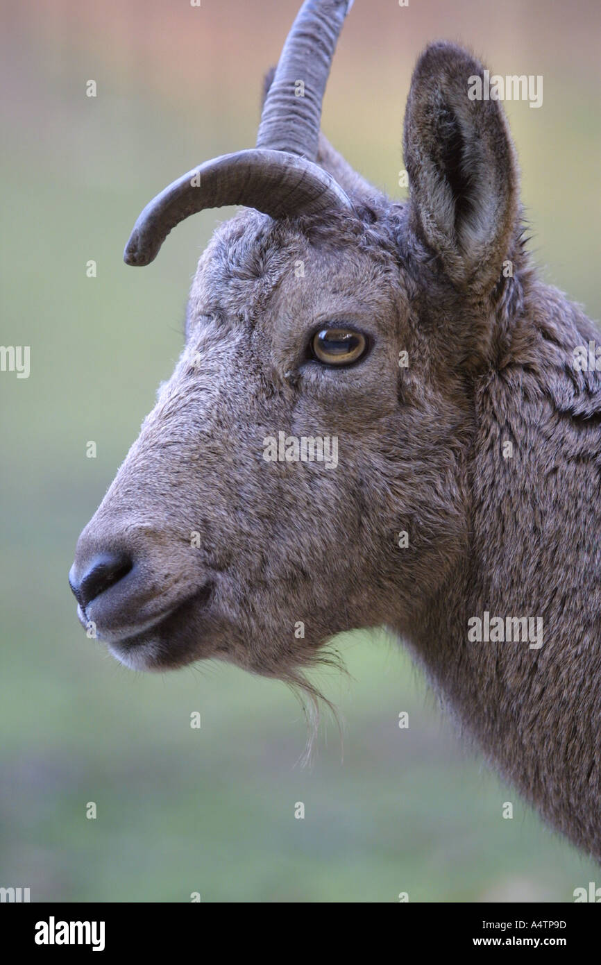 Capra ibex portrait hi-res stock photography and images - Alamy