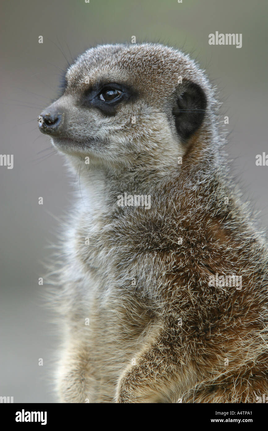 Earth male / Meerkat - Suricata suricatta Stock Photo - Alamy