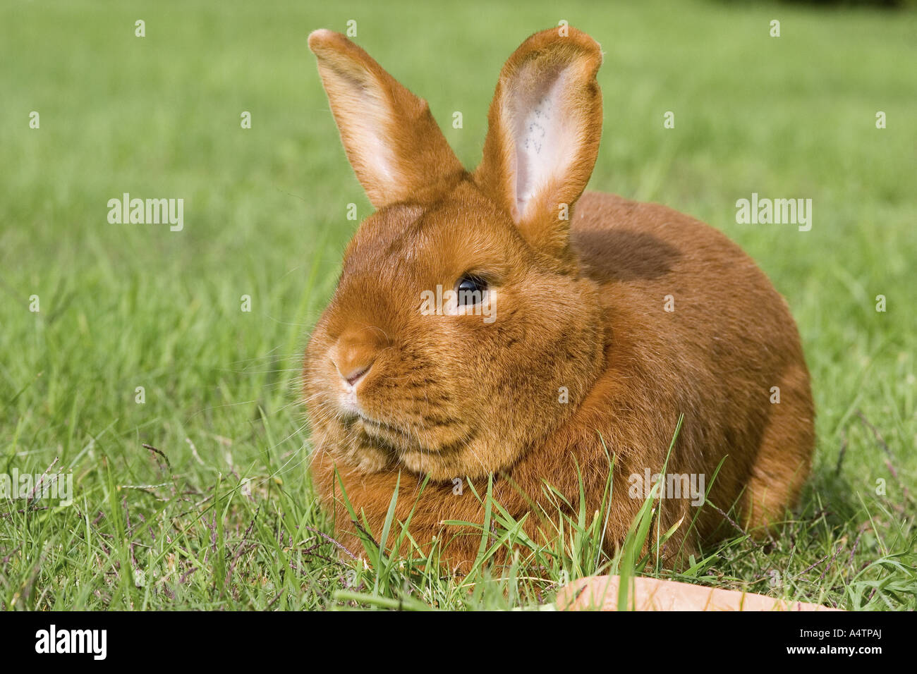rabbit - on meadow Stock Photo - Alamy