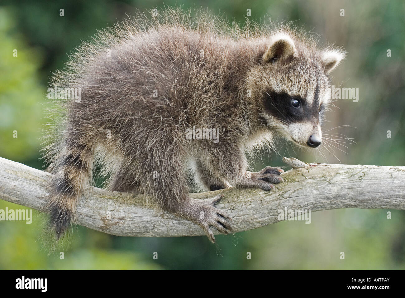 Young raccoon branch hi-res stock photography and images - Alamy