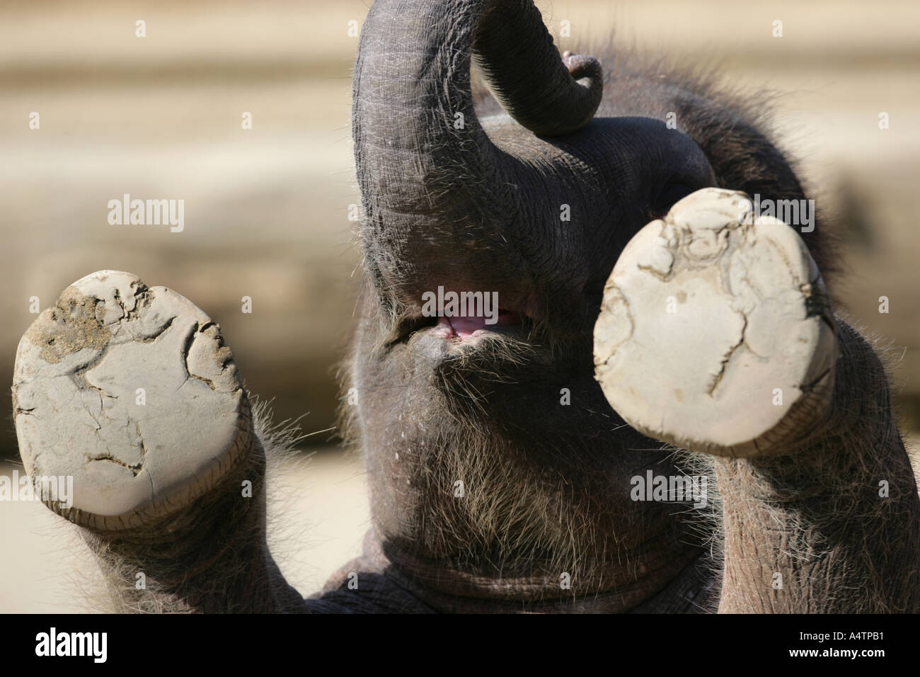 Elephant feet zoo hi-res stock photography and images - Alamy