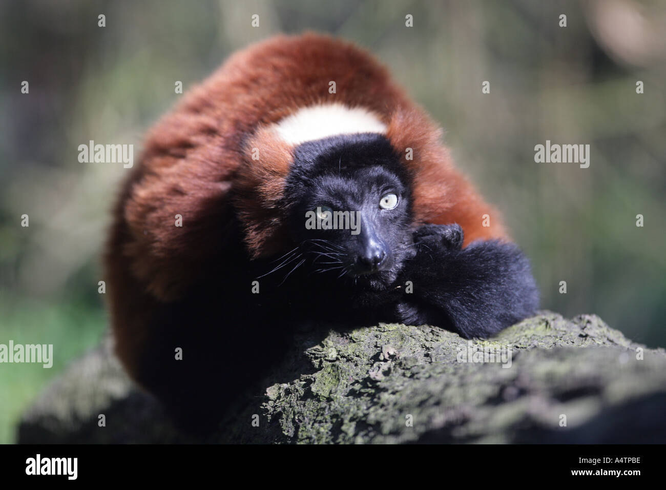 Red ruffed lemur Stock Photo - Alamy