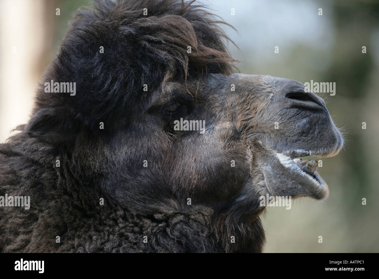 Two humped camel hi-res stock photography and images - Alamy