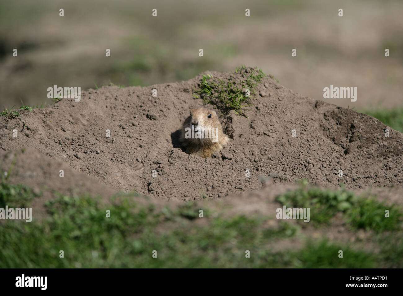 Praeriehund hi-res stock photography and images - Alamy