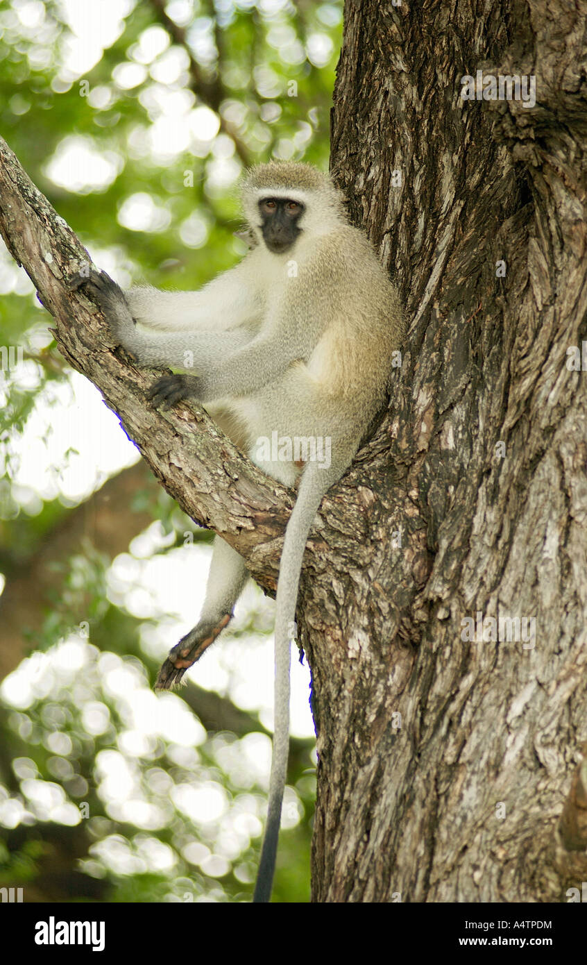vervet monkey - sitting on tree / Cercopithecus pygerythrus Stock Photo ...