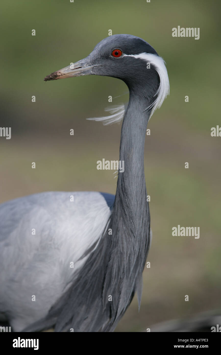 Grue demoiselle hi-res stock photography and images - Alamy