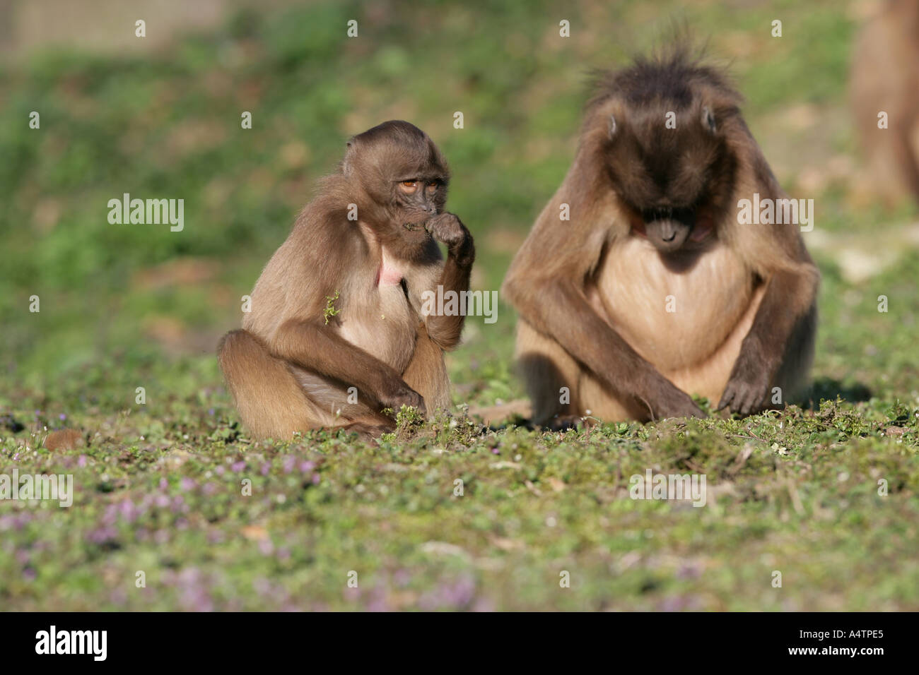 Theropithecus gelada eating hi-res stock photography and images - Alamy