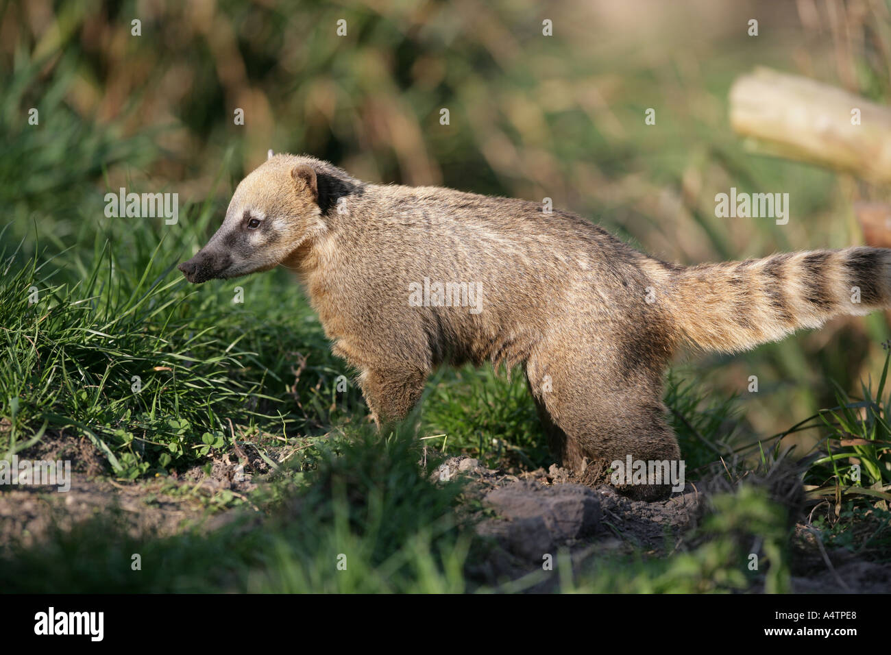 Ring Tailed Coati - Nasua nasua Stock Photo - Alamy