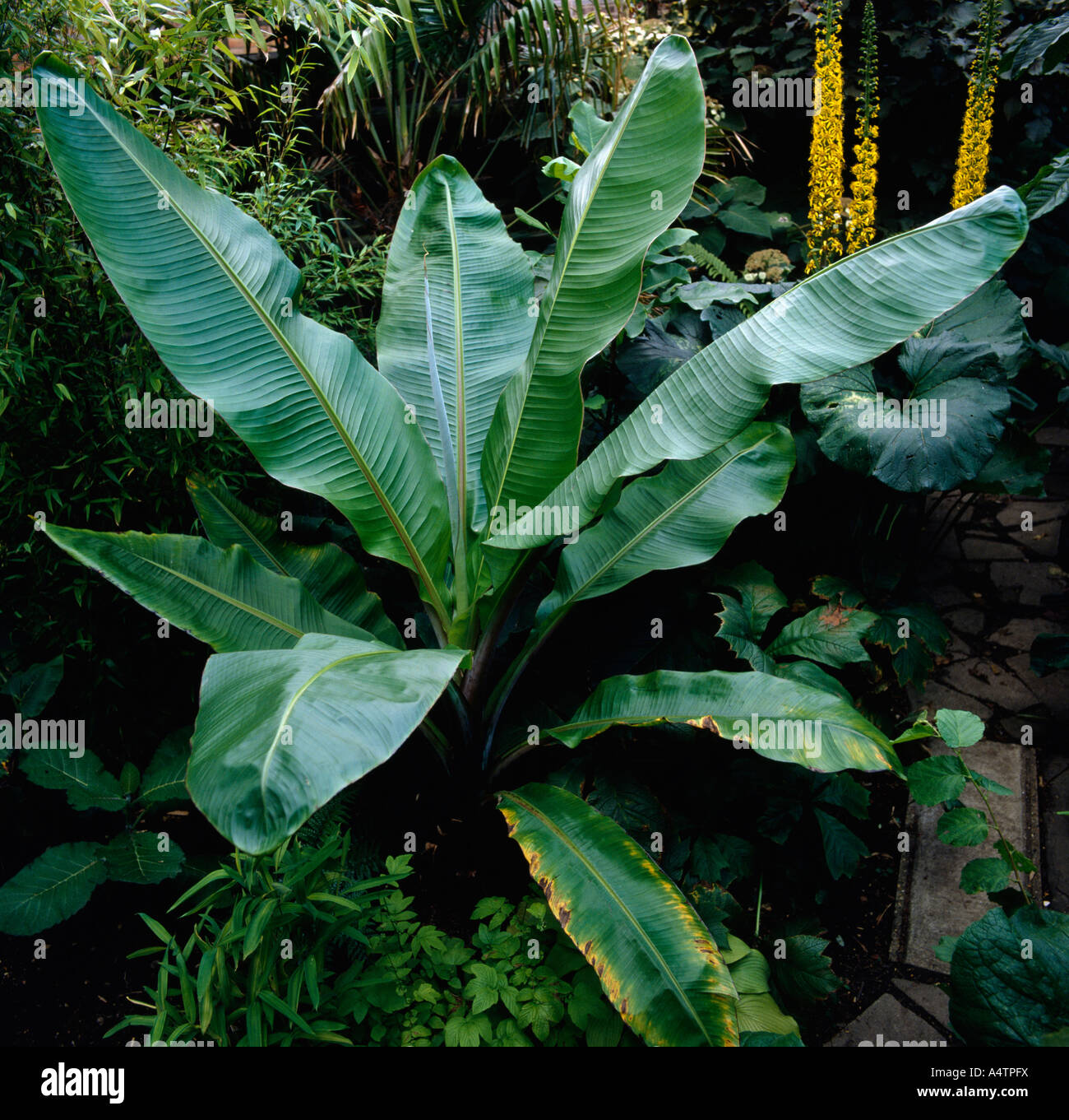 Plants banana musa ensete hi-res stock photography and images - Alamy