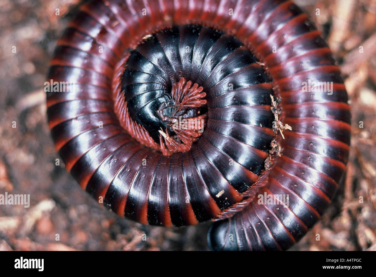 Chongololo hi-res stock photography and images - Alamy