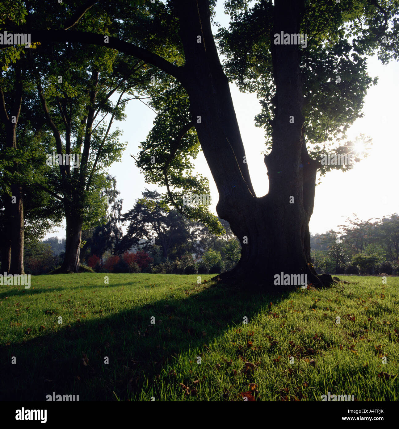 Large tree in open woodland Stock Photo - Alamy
