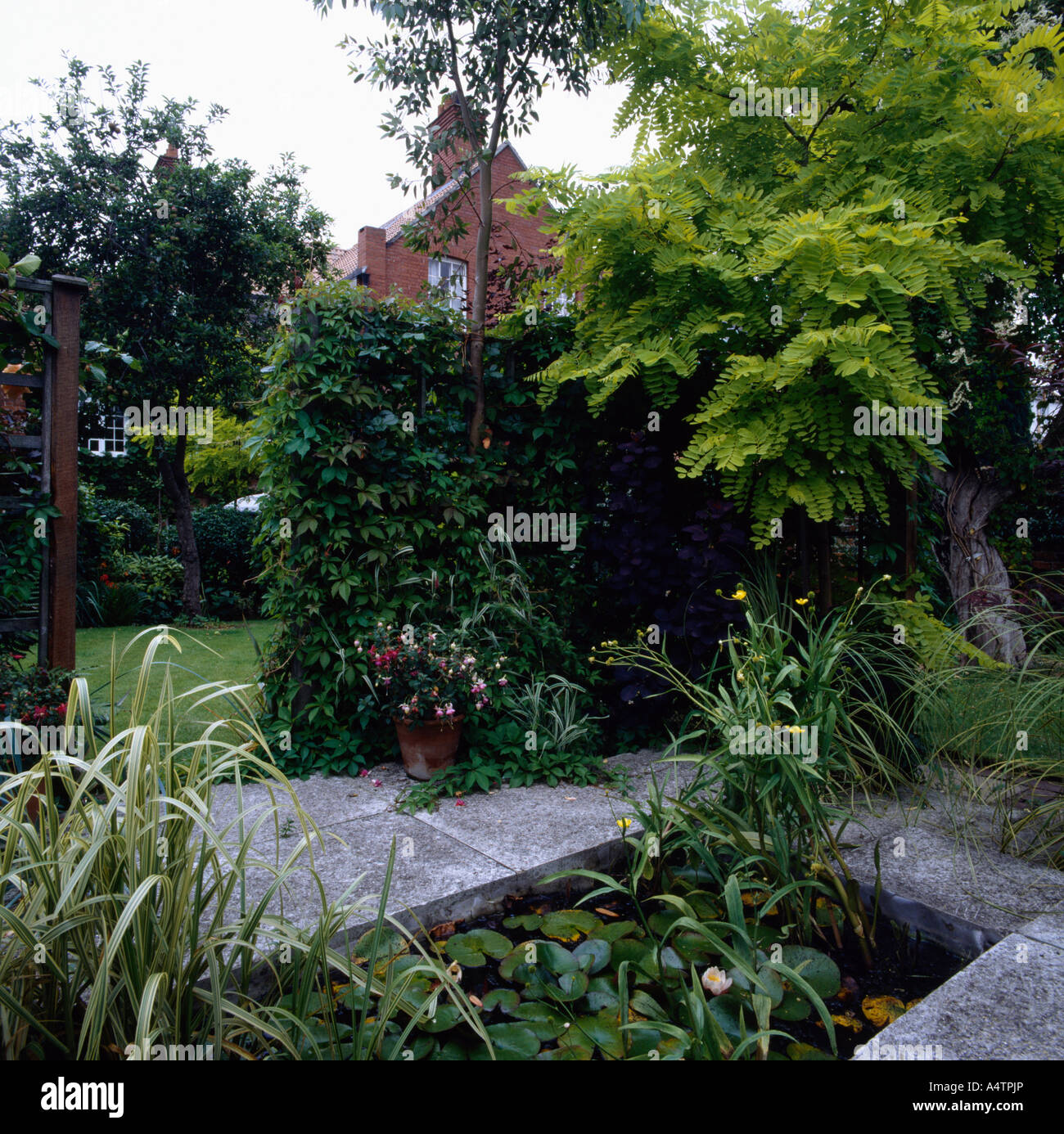 Robinia pseudoacacia 'frisia' hi-res stock photography and images - Alamy