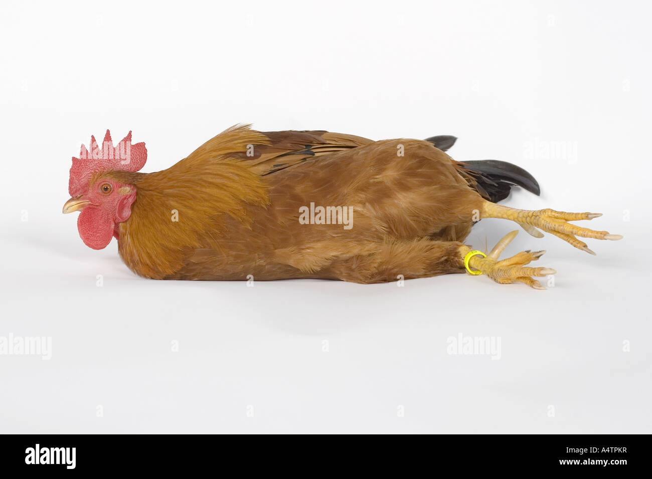 New Hampshire rooster - cut out Stock Photo - Alamy