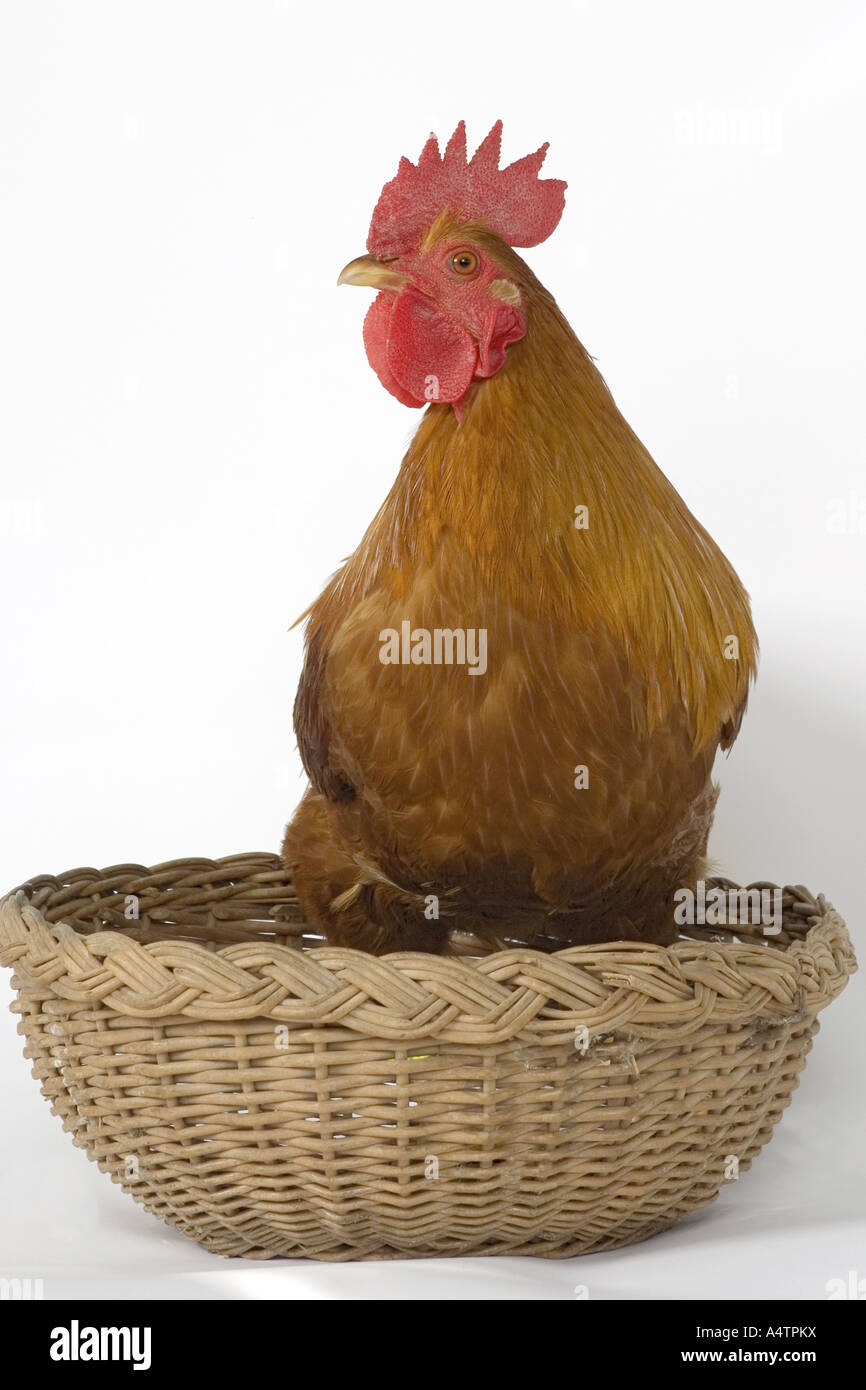 New Hampshire - rooster in basket Stock Photo - Alamy